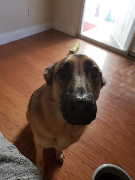 Does Anyone Else Have A Gsp That Puts Their Ears Down Like They Are Always In Trouble Lol R