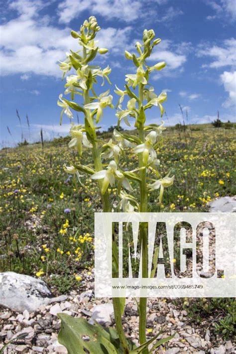 Greater Butterfly Orchid Growing On Mount Moricone Near Norcia Umbria