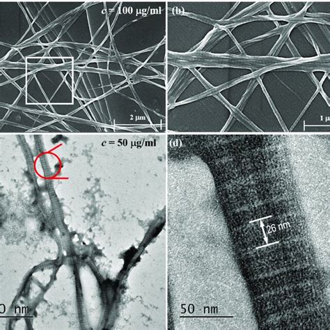 Collagen Fibers Observed Under A Sem B High Resolution Sem Image