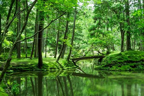 西芳寺の絶景｜zekkei Japan