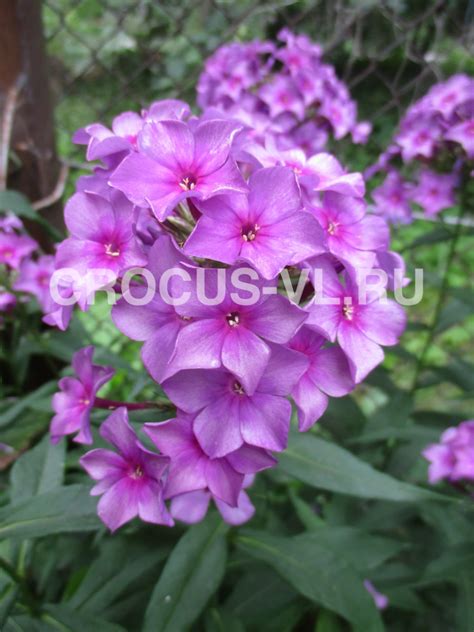 Флокс метельчатый «Дымчатая Вуаль»: купить недорого с доставкой — Крокус-ВЛ