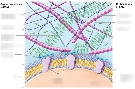 Ch 4 Extracellular Matrix Labeling Diagram Quizlet