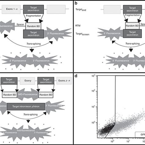 Schematic Depiction Of Fluorescence Based RTM Screening Constructs Download Scientific Diagram