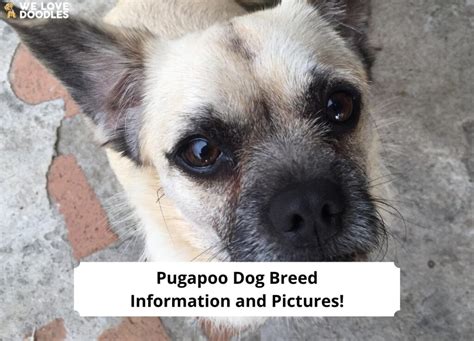 Pugapoo Dog Breed Information And Pictures We Love Doodles
