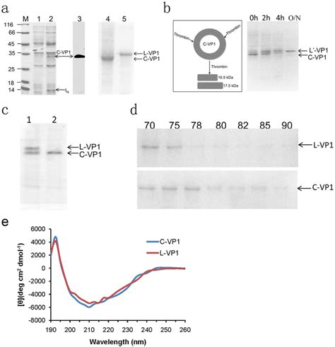 Protein Expression Purification And Characterization A Sds Page And