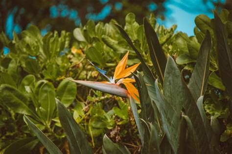 How To Grow A Bird Of Paradise From A Cutting Happysprout