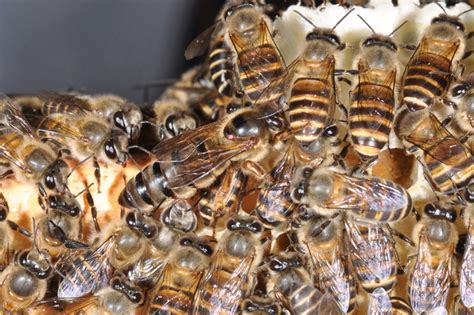 토종벌 여왕벌과 일벌들