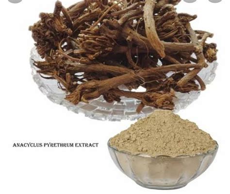 Powder Anacyclus Pyrethrum Extract 1 Kg At ₹ 1700kg In Ahmedabad Id