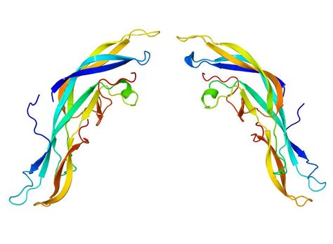 Follicle Stimulating Hormone Molecules By Science Photo Library