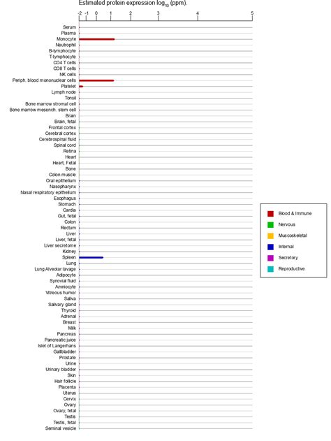 Clec12a Gene Genecards Cl12a Protein Cl12a Antibody