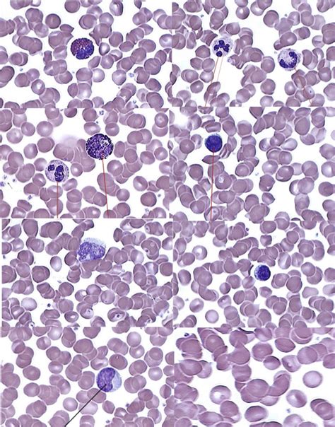 The Cell The Histology Guide
