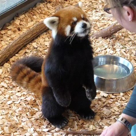 Red Panda Eating While Standing Up R Redpandas