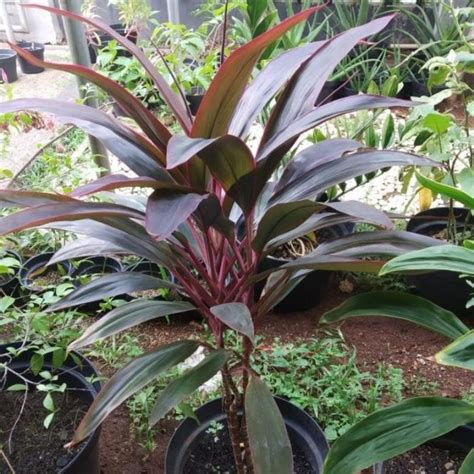Pohon Andong Lazada Indonesia
