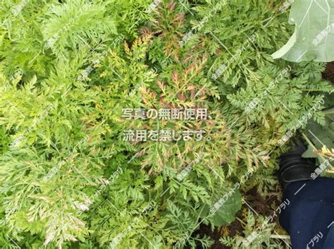 ニンジン黄化病 全農教フォトライブラリ