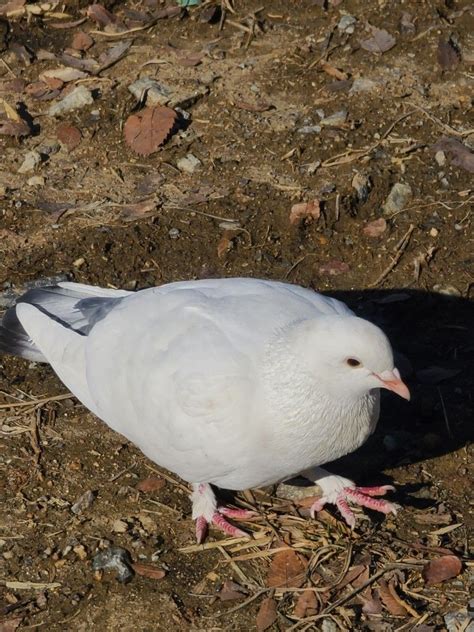 하얀 코트 하얀 부츠 하얀 겨울의 감성~