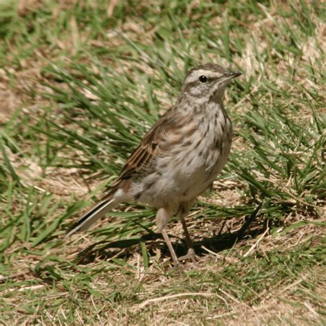 Pipit Mynativeforest