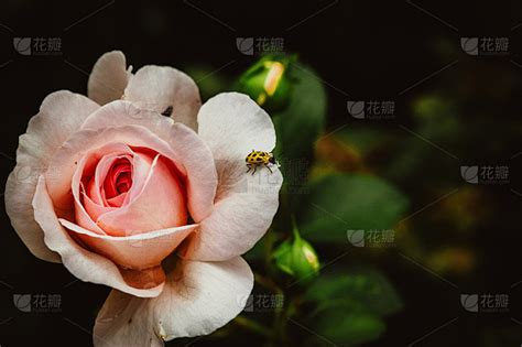 花和错误