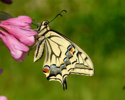 Motyle Polski Paź Królowej Papilio Machaon