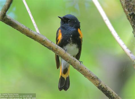 Hunting Digital Plumes In The Us And Beyond Peerless Lapeer Scarlet