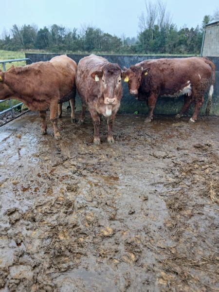 Bmw 2022 340i For Sale 11 Beef Cattle Ads For Sale In Ireland Donedeal