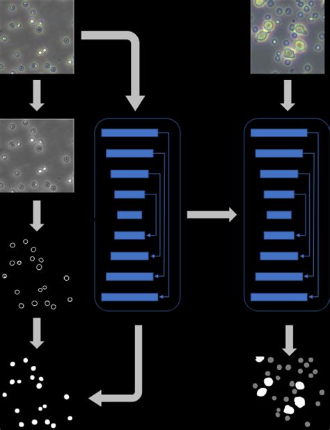 Auto Csc：基于迁移学习的自动细胞分割和计数框架 知乎