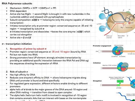 DNA Transcription Teaching Resources