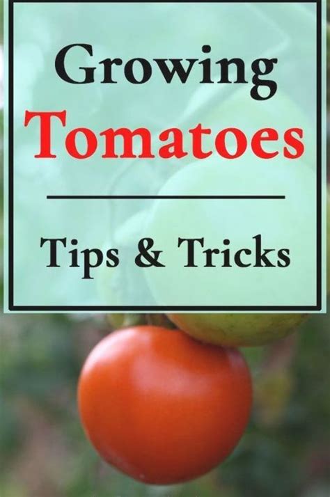 Tomatoes Growing On The Vine With Text Overlay Reading Growing Tomatoes