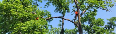 Expert Tree Pruning Services Liberty North Kansas City Smithville Parkville Riverside