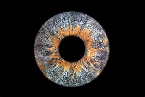 Alles über die Irisfotografie - Irisfotos aus Frankfurt & Wiesbaden