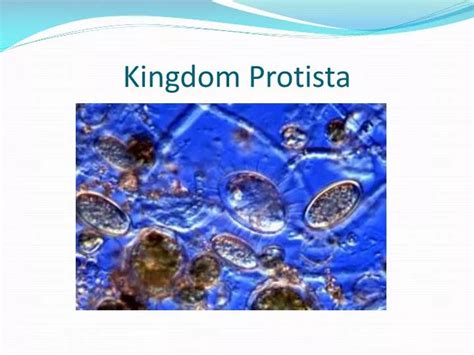 Kingdom Protista