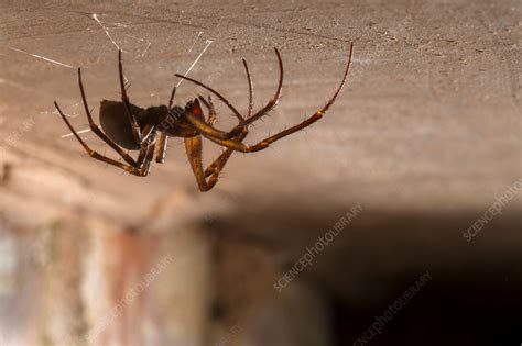 Dolloff Cave Spider Whats This Spider Rwhatsthisbug