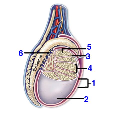 Testicular Anatomy Flashcards Quizlet
