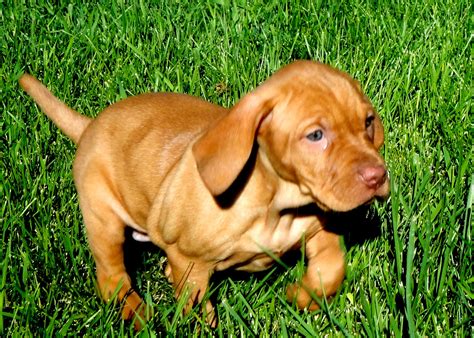 Outdoorsman Kennels Hungarian Vizsla Breeders Vizsla Puppies For Sale