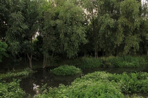 Premium Photo A River With Trees And Plants