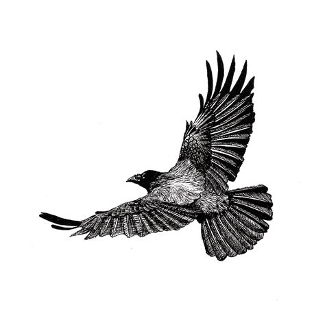Crow Flying By Ignaciofratini On Deviantart
