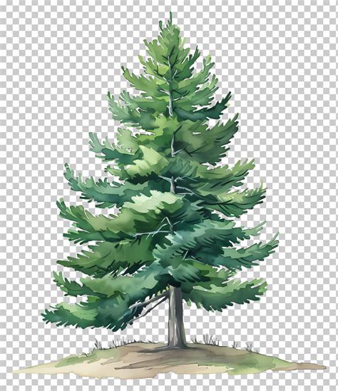 Pine Tree Beautiful Pine Tree Illustration Png Clipart Botanical
