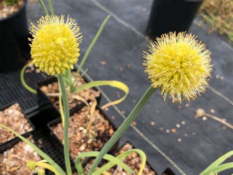 Allium Species Far Reaches Farm