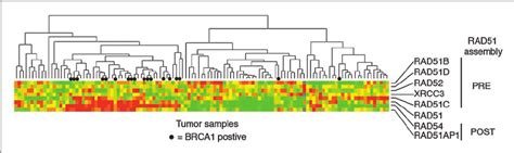 Hierarchical Clustering Of 117 Primary Breast Tumors Based On The Gene