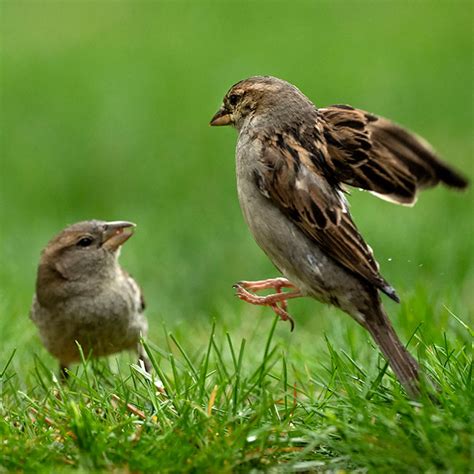 Photographing Backyard Birds