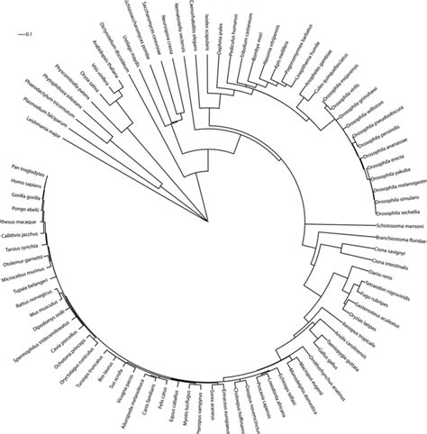 The Phylogenetic Tree Of The 88 Eukaryotic Species In Juncdb Download Scientific Diagram