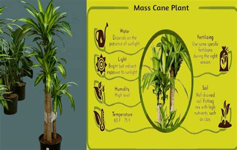 Basic Mass Cane Plant Treatment And Care Tips