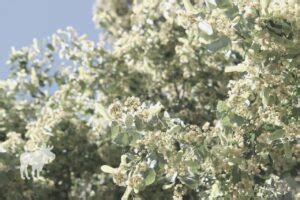 Trees That Start With The Letter B Forest Wildlife