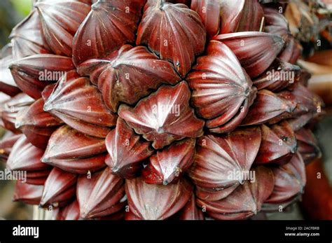 Mangrove Palm Nypa Fruticans Fruit Close Up Of The Fruit Of The Mangrove Palm Also Known As