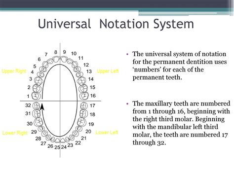 Tooth Numbering System Ppt Download
