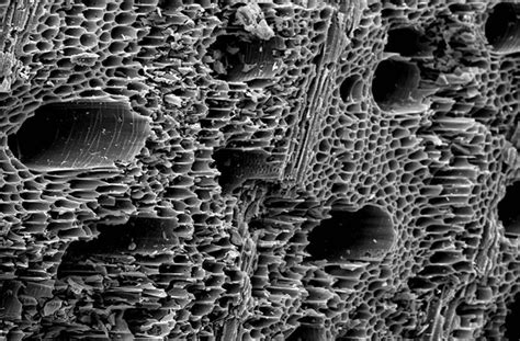 What Is Biochar — Sitos Group Durable Biochar Production And Carbon Dioxide Removal