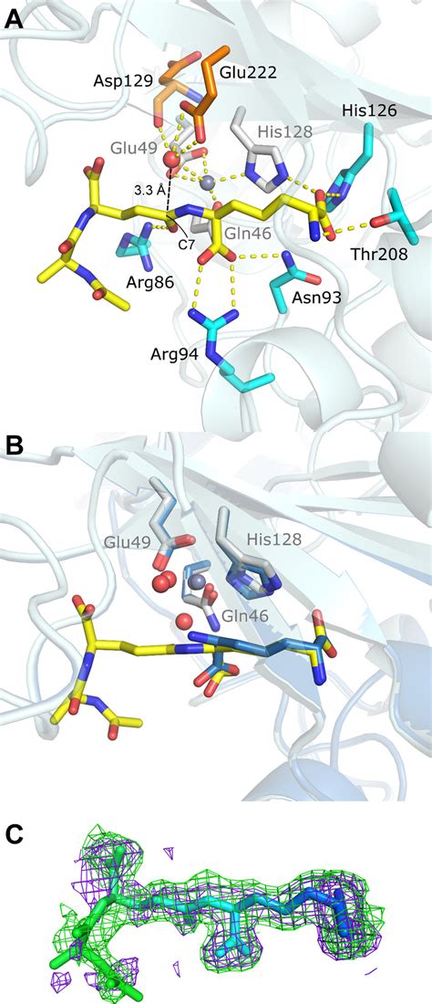 Tripeptide Substrate Binding Site Pdb Code 4wcn A Key Zinc And Download Scientific Diagram