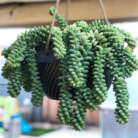 Sedum Morganianum Burros Tail Succulent City