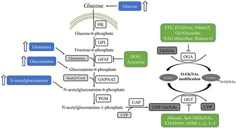 A Schematic Overview Of The Hexosamine Biosynthesis Pathway Hbp And