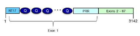 11 Human Huntingtin Htt Is A Large Protein Constituted By 3142 Amino