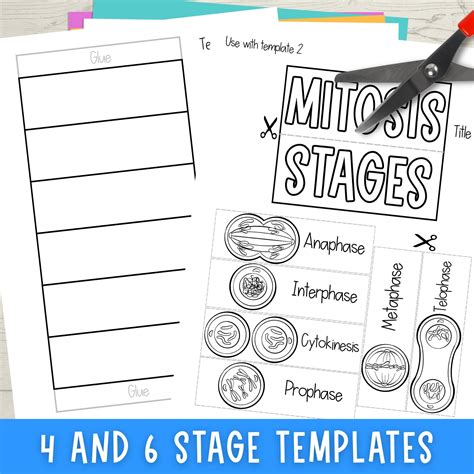 Mitosis Cell Division Foldable Cut And Paste Science Activity And Printable Worksheets Posters